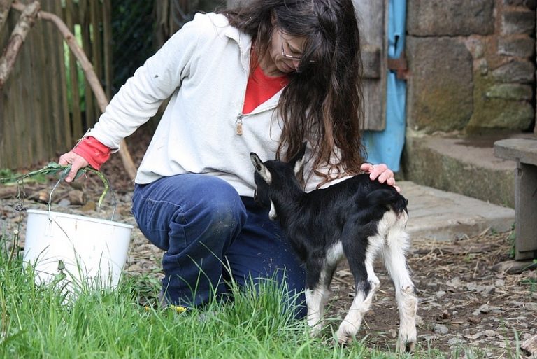 How Do Goats Show Affection to Humans? - Goat Journal